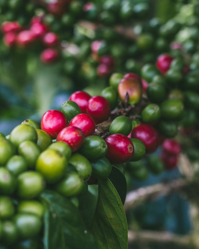 Specialty Colombian Coffee | Sabores - Flavours of Colombia