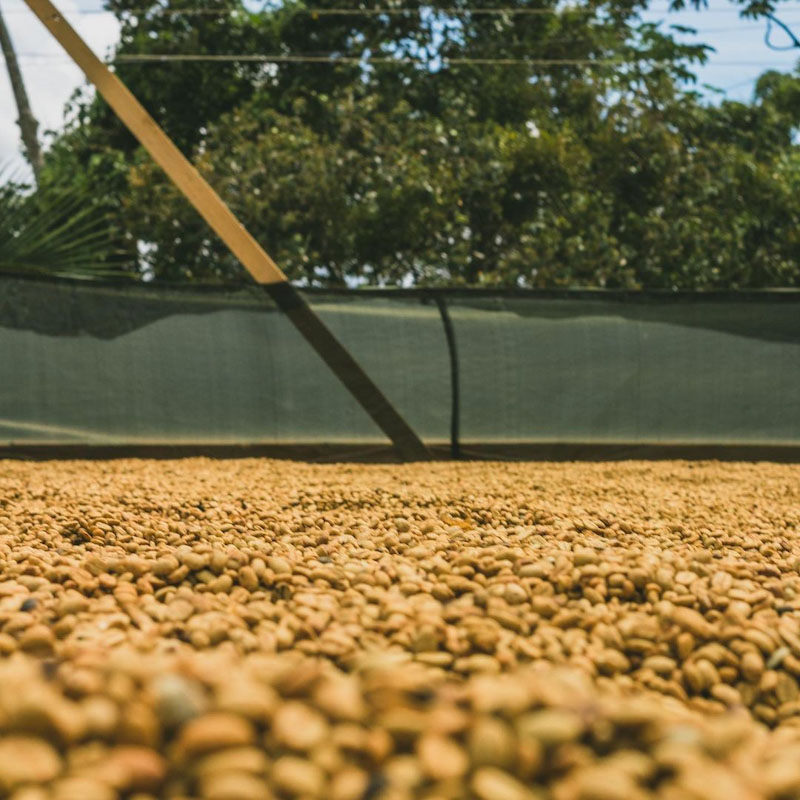 GEISHA WASHED - Las Nubes | Sabores - Flavours of Colombia